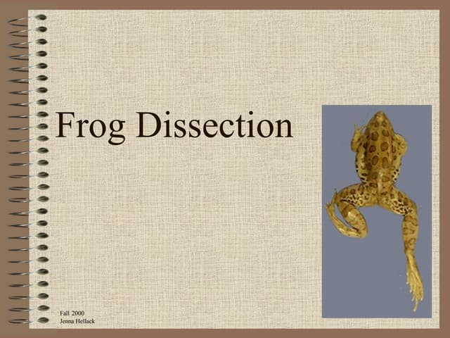 Frog Dissection | PPT