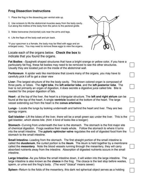 Frog Dissection Labeled Answers Frogdissectionpre Lab Sia | PDF | Frog