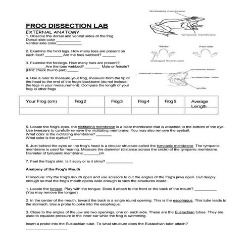 Frog Dissection Lab Manual | DOCX