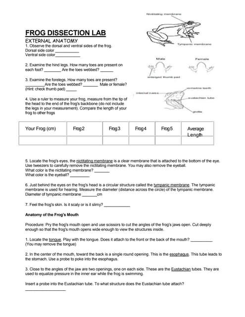 Frog Dissection | PPT