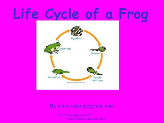 The Life cycle of frog | PPT