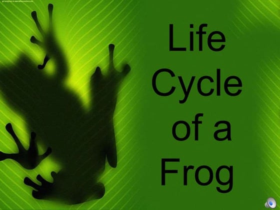The Life cycle of frog | PPT