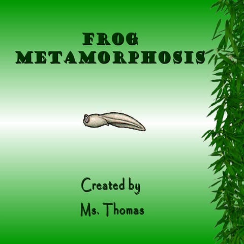 Frog metamorphosis | PPT