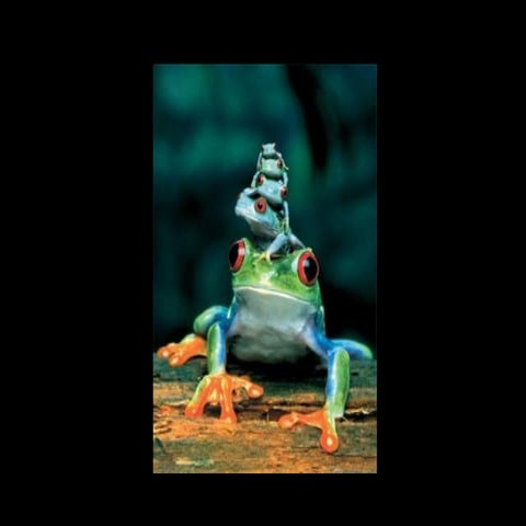 Frogs | PPT
