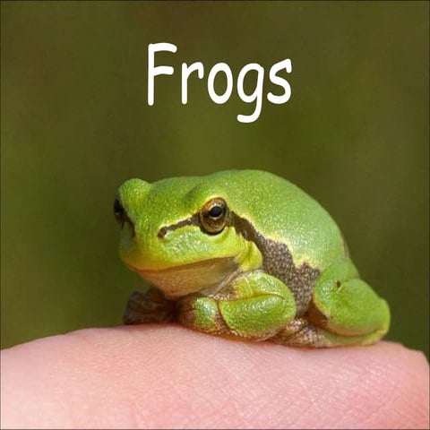 Frogs.ppt