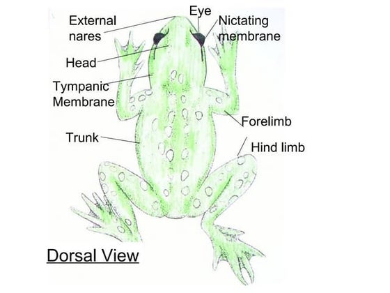 Zoology(External Features of the Frog & Buccal Cavity) | PPTX | Death ...
