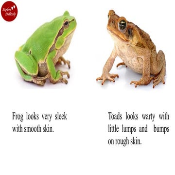 Frog vs toad | PDF