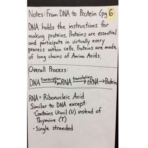 From dna to protein notes | PPT