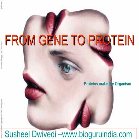 From Gene To Protein (www.bioguruindia.com) | PPT