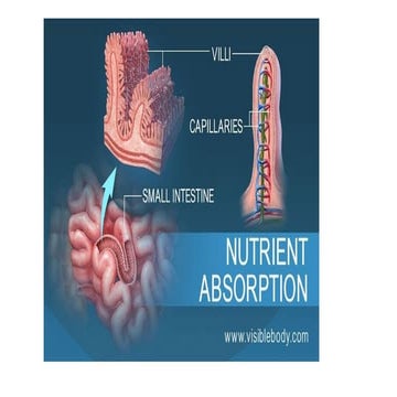 Nutrient Absorption From the blood to cells.pptx