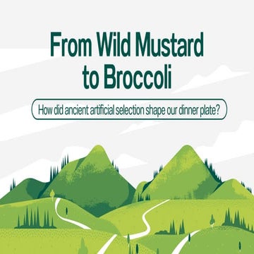 From Wild Mustard to Broccoli: Artificial Selection | PDF