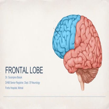 MBBS level motor homunculus | PPTX
