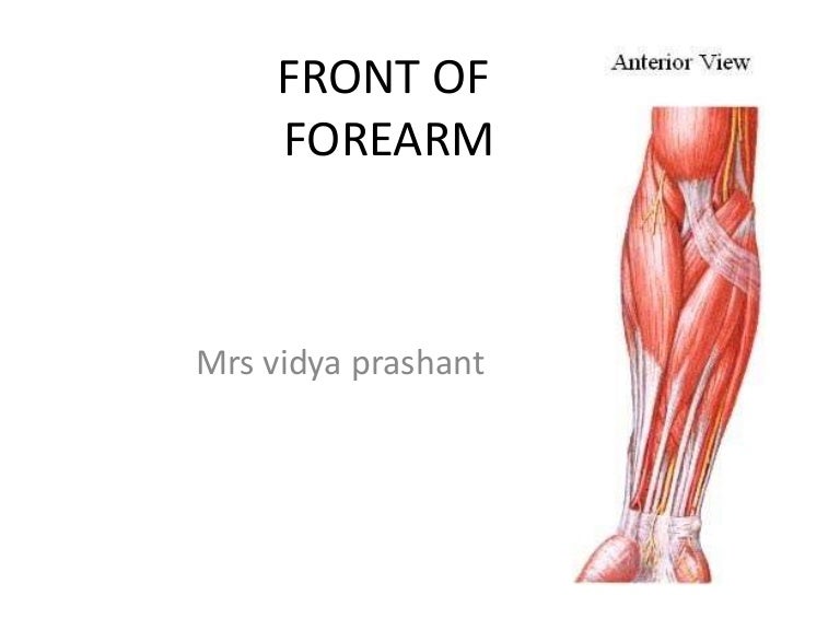 Front of forearm by vidya prashant