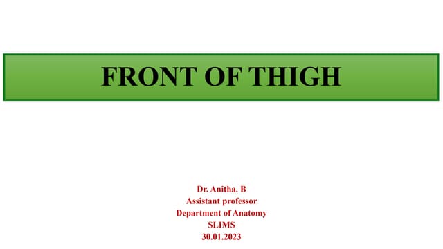 anatomy of thigh | PPTX