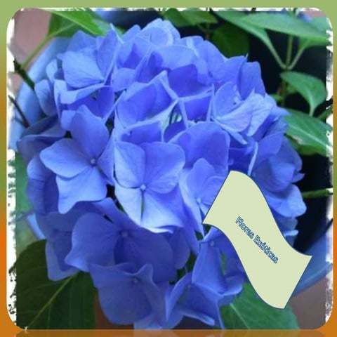 Frores exóticas | PPTX