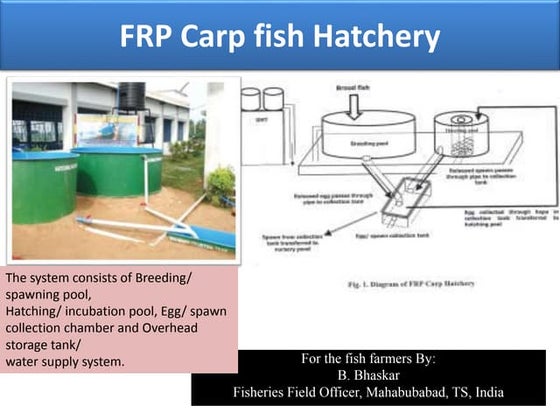 fin fish hatchery | PPTX