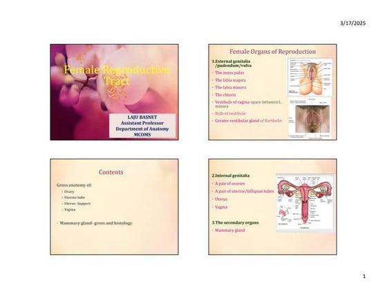 Supports of Uterus | PPT