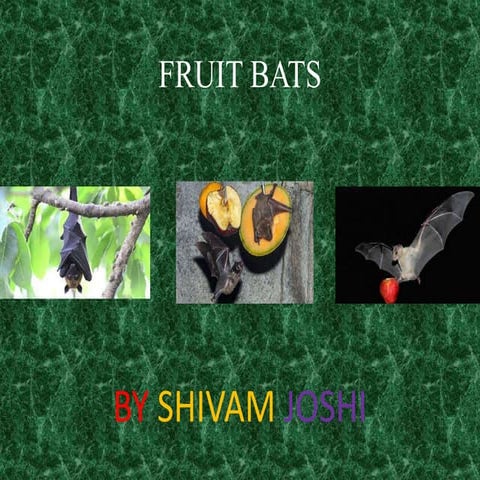 Fruit bats | PPTX | Birdwatching | Hobbies & Interests