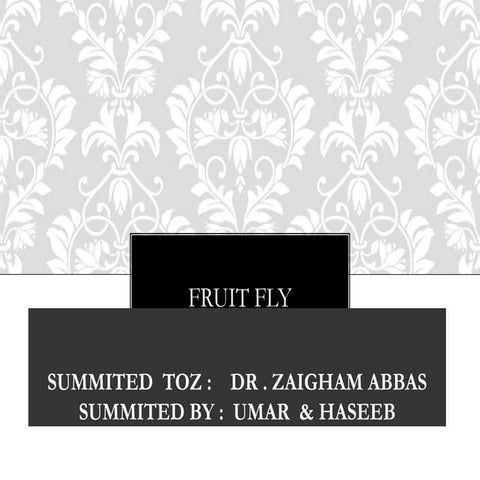 fruitfly presentation-240503110715-07fc2d2c.pptx