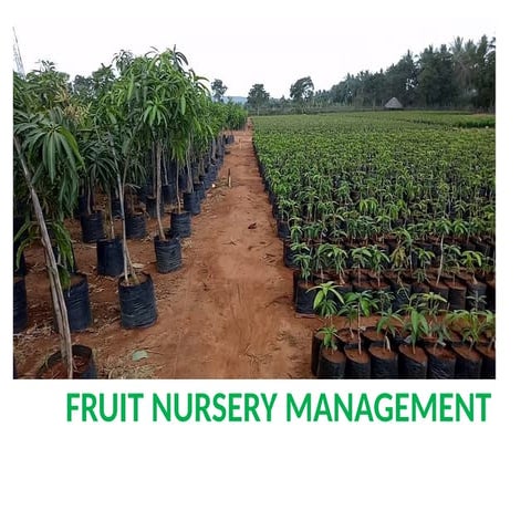 FRUIT NURSERY MANAGEMENT for horticulture.pptx
