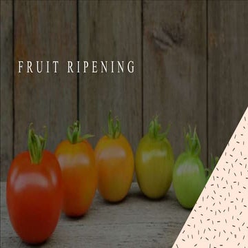Organic and Artificial fruit Ripening | PPTX