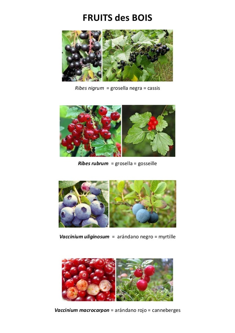 Fruits des bois