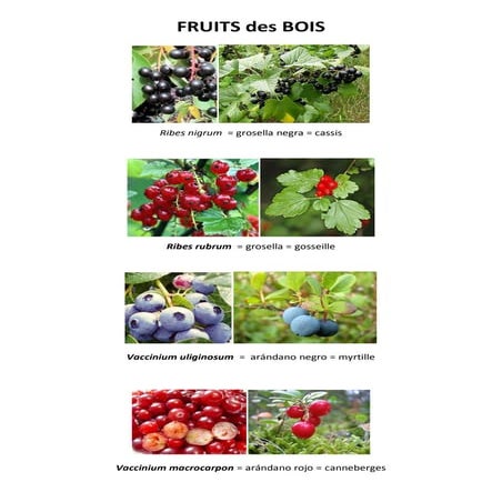 Fruits des bois | PDF