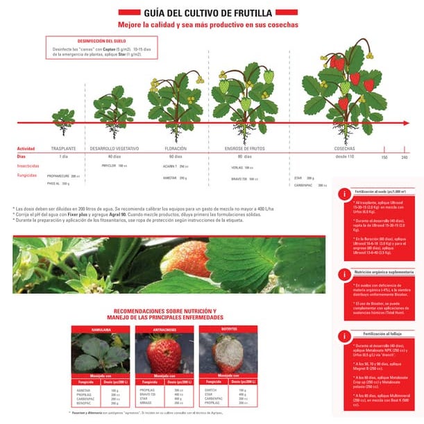 Frutilla | PDF