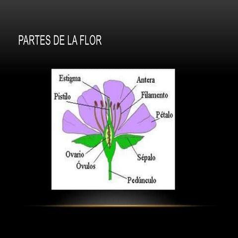 Clase 18 el fruto | PPTX
