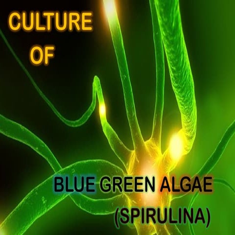 blue green algae | PPT