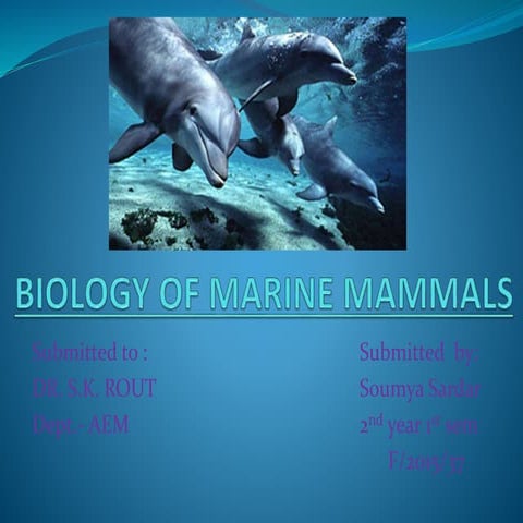 Marine Mammals | PPT