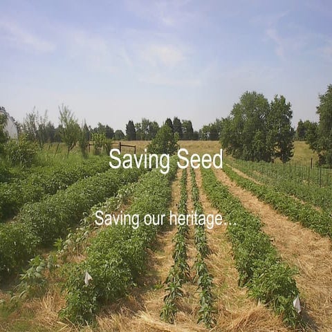 Saving Seed | PPT