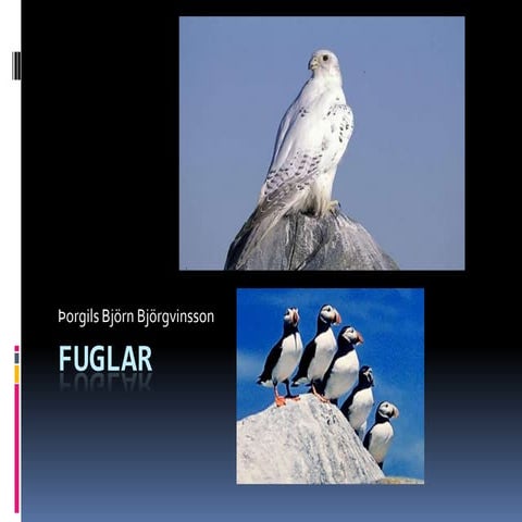 Fuglar Þorgils | PPT