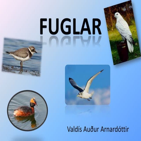 Fuglar | PPTX