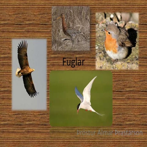 Fuglar throsturt | PPT