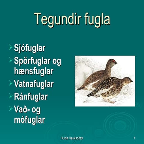 Fuglar | PPT