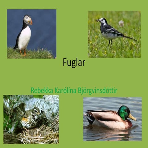 Fuglar rebekka | PPSX