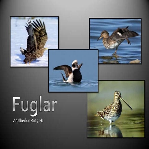 Fuglar | PPTX