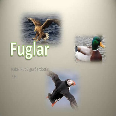 Fuglar-Rakel | PPT