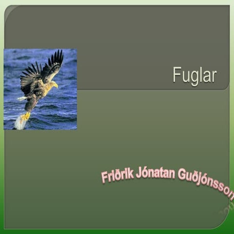 Fuglar2 | PPTX