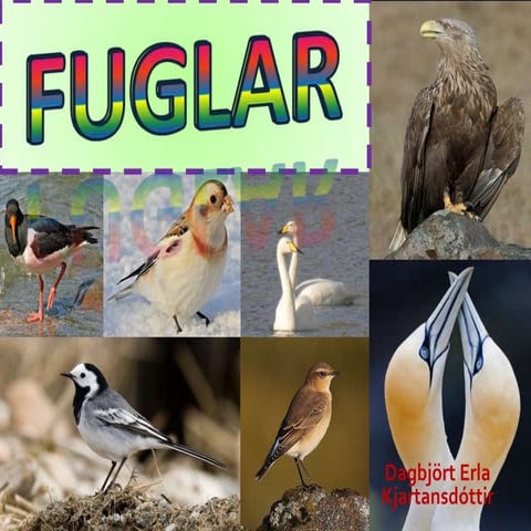 Fuglar | PPTX