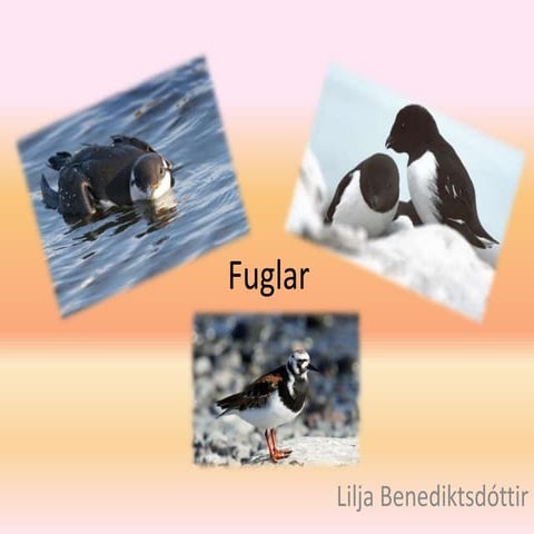 Fuglar | PPTX
