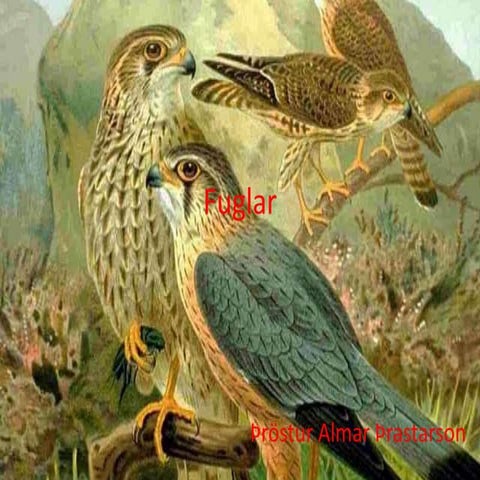 Fuglar þröstur | PPSX