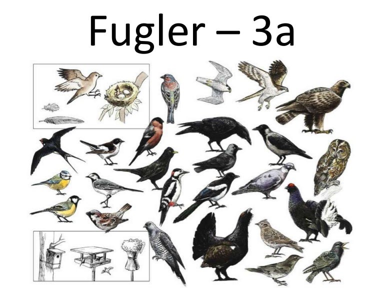 Fugler a