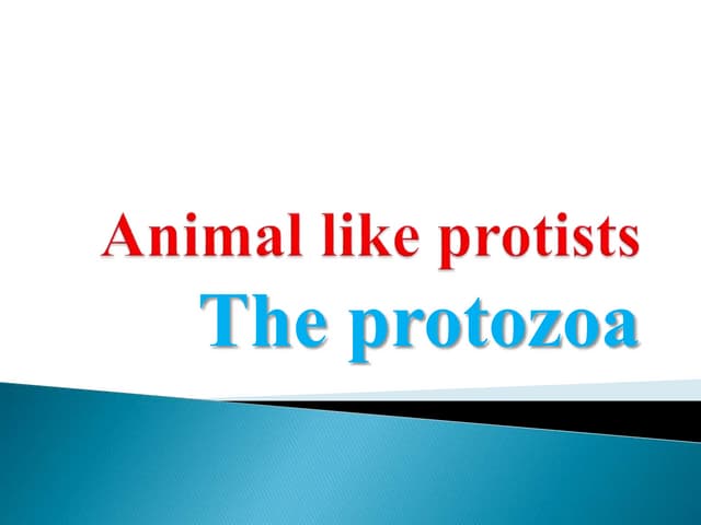 Protozoa | PPTX