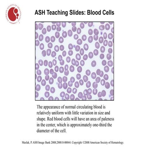 Full Set of Slides.ppt