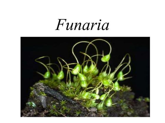 POGONATUM : morphology, anatomy, reproduction etc. | PPT