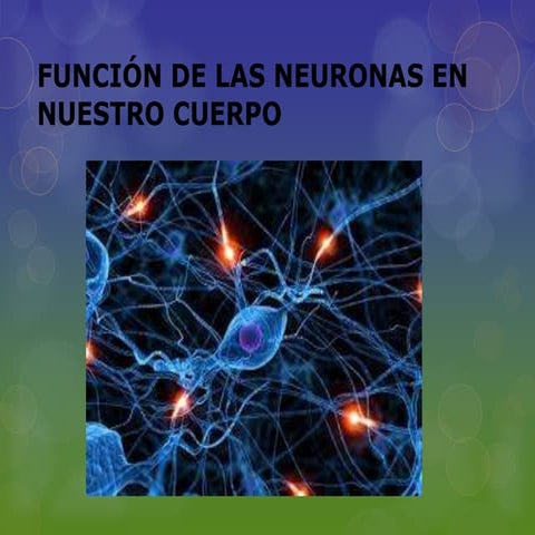 Función de las neuronas en nuestro cuerpo 1 | PPTX