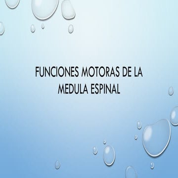 Función motora de la medula espinal fisiología | PDF