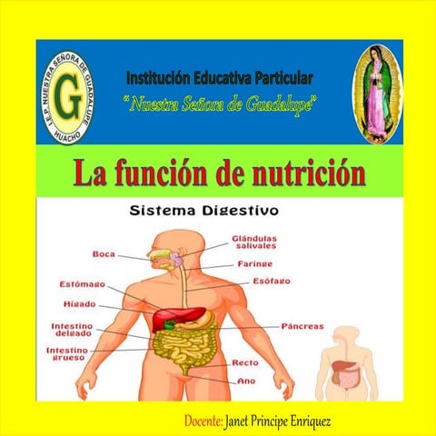 Funcion de nutricion | PPTX
